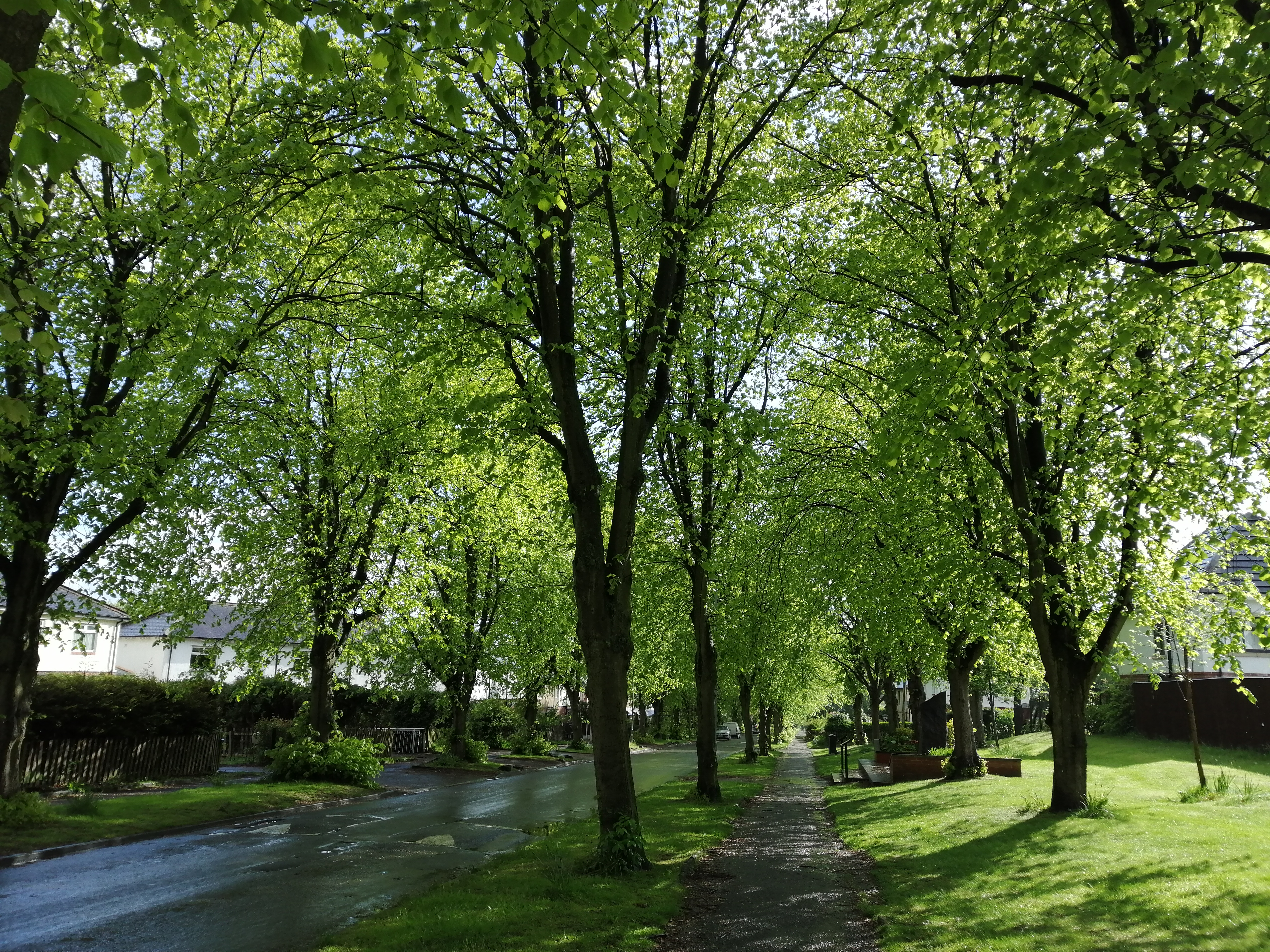 The Trees of Stanhope Drive | 1001 Stories